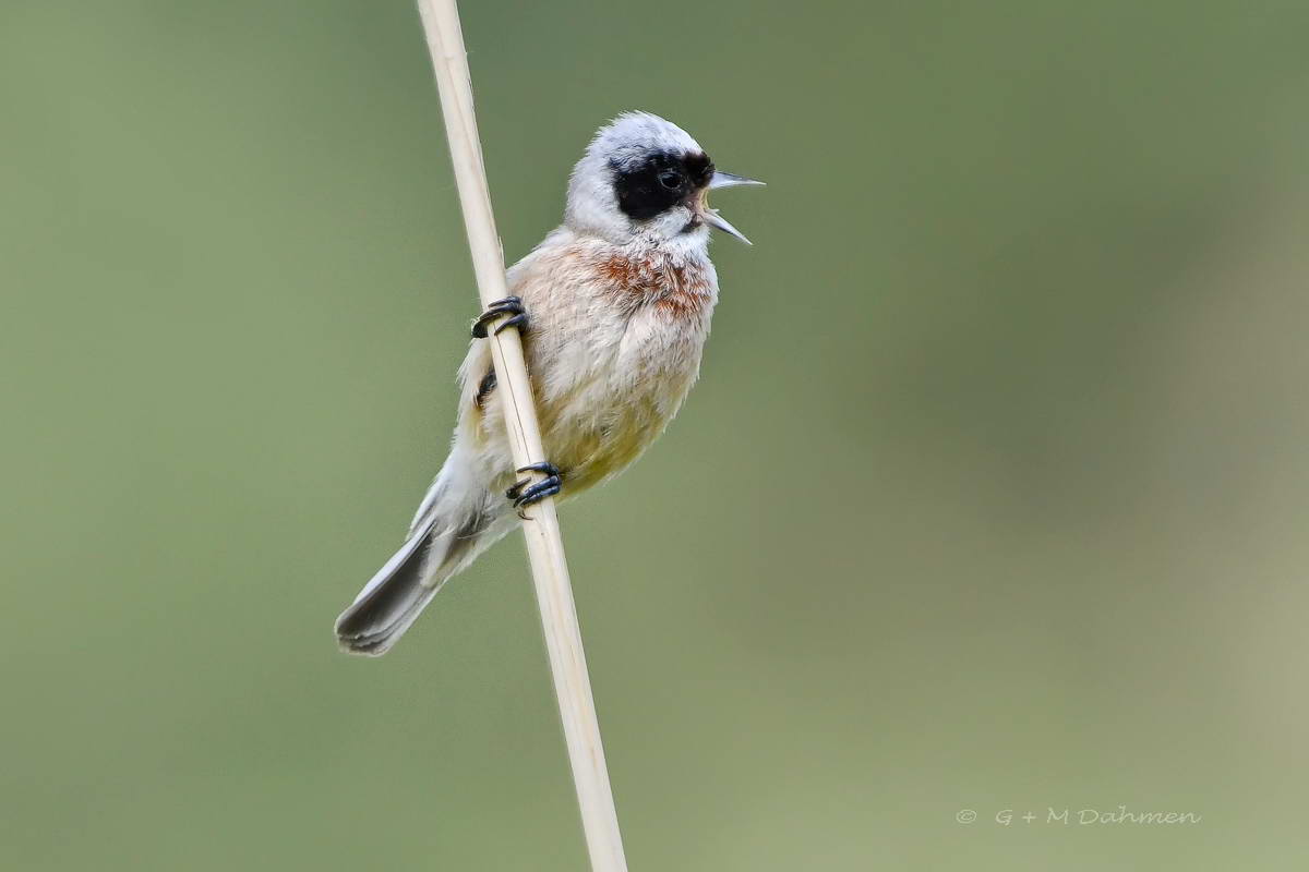 Beutelmeise - Naturfotografie G&M Dahmen | Bilder & Fotos