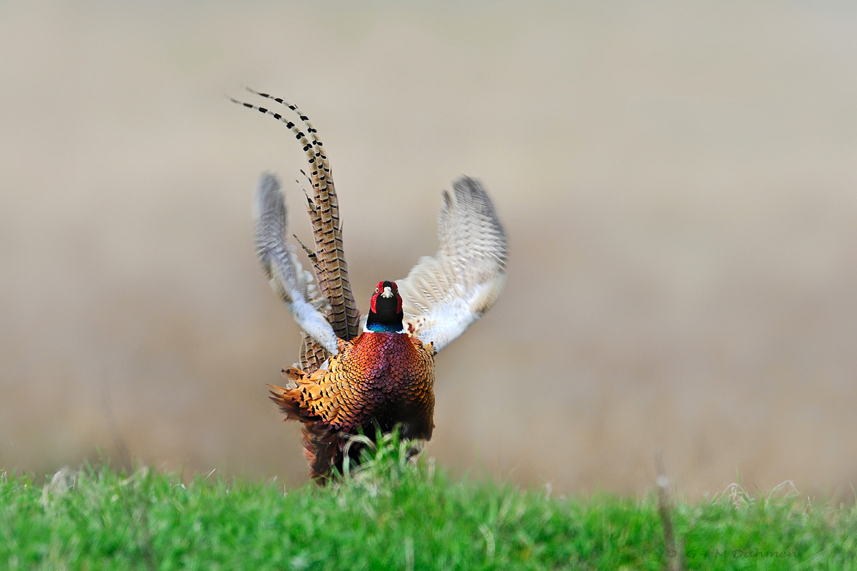 Fasan - Naturfotografie G&M Dahmen | Bilder & Fotos