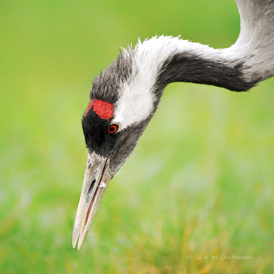 Kranich Portrait - Naturfotografie G&M Dahmen | Bilder & Fotos