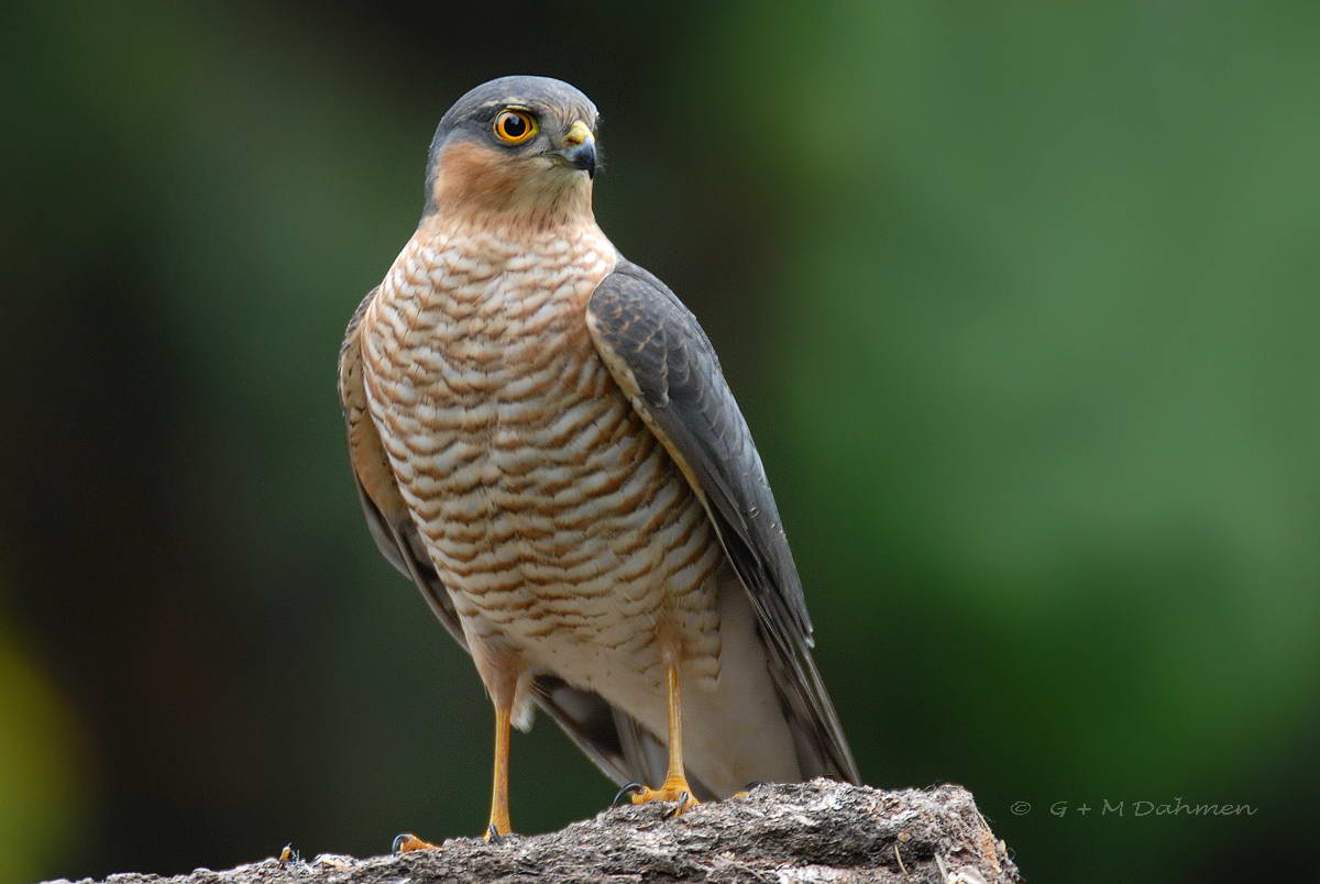Sperber - Naturfotografie G&M Dahmen | Bilder & Fotos