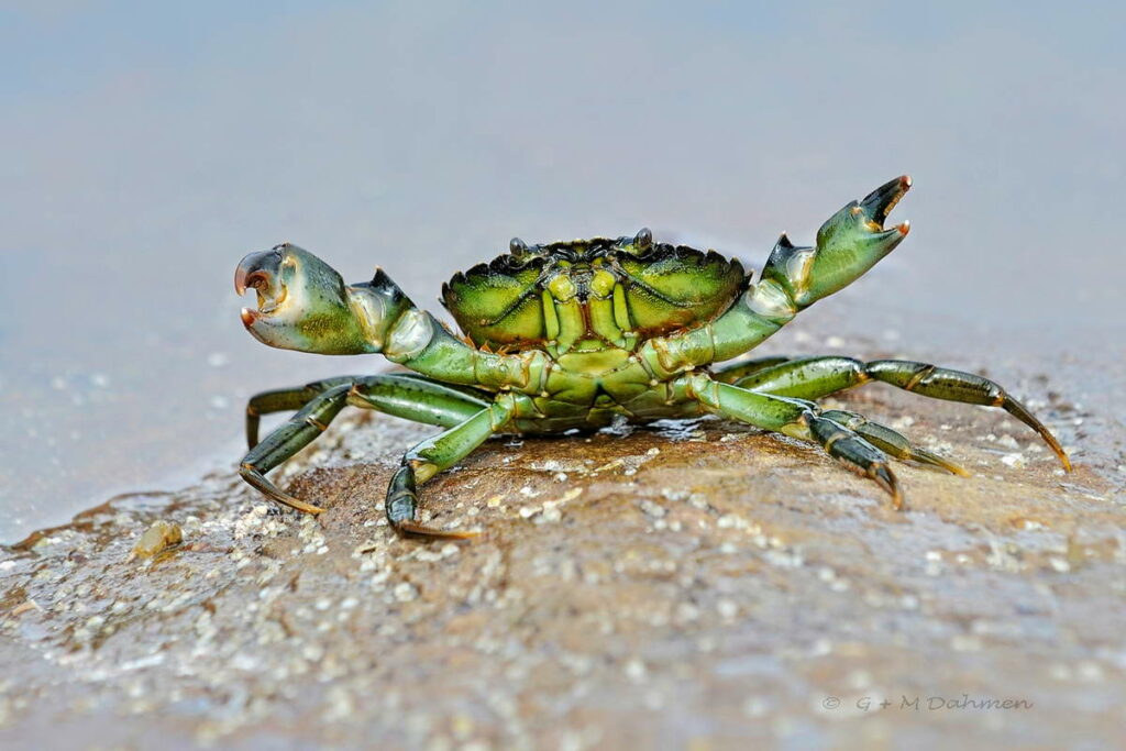 Strandkrabbe - Naturfotografie G&M Dahmen | Bilder & Fotos