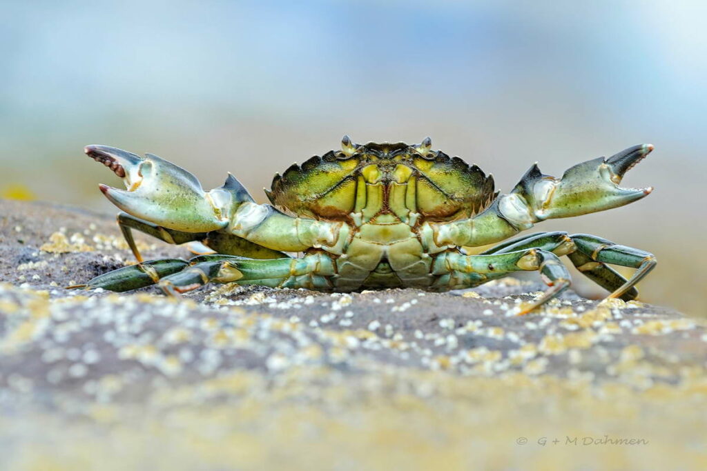 Strandkrabbe - Naturfotografie G&M Dahmen | Bilder & Fotos
