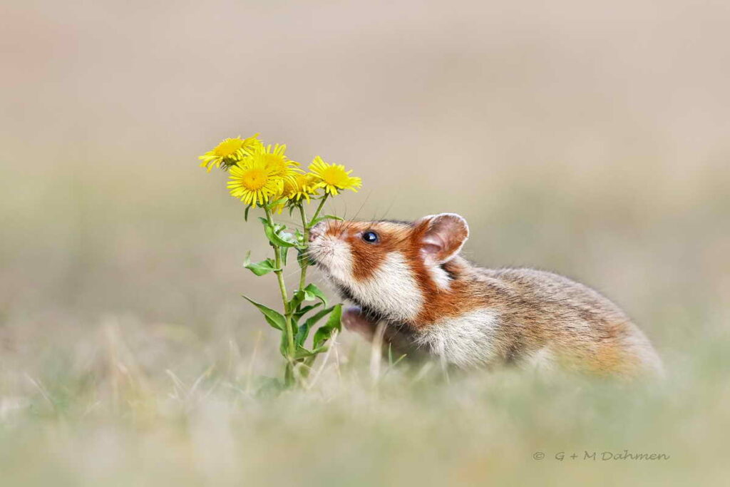Feldhamster - Naturfotografie G&M Dahmen | Bilder & Fotos