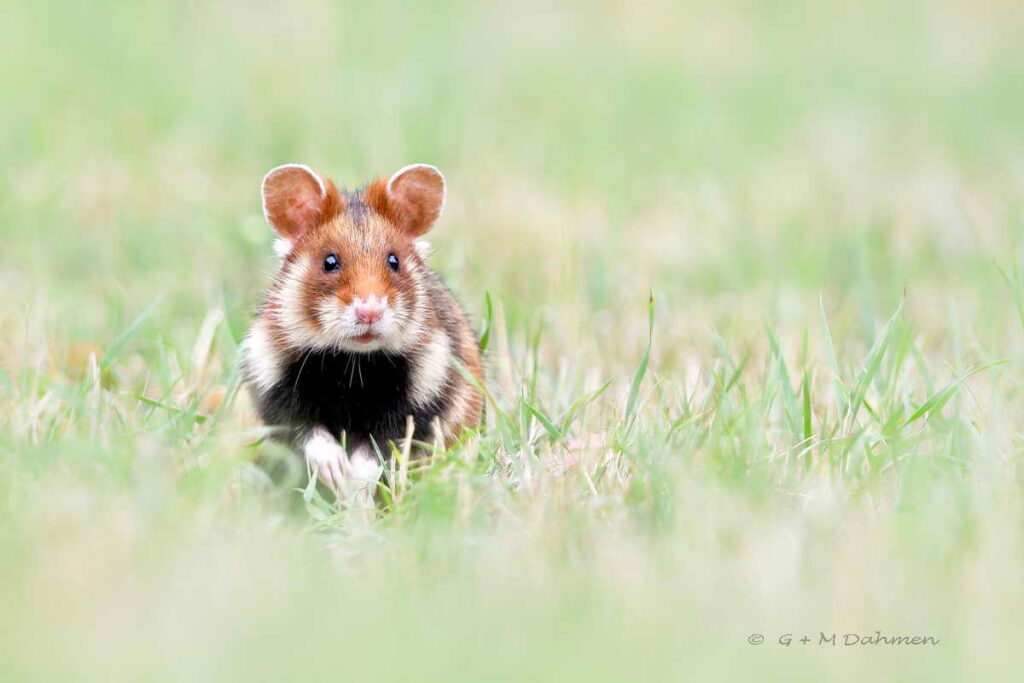 Feldhamster - Naturfotografie G&M Dahmen | Bilder & Fotos