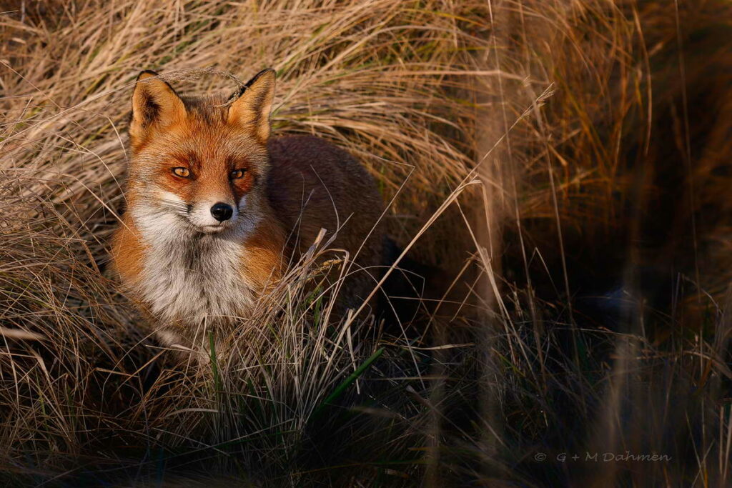 Fuchs - Naturfotografie G&M Dahmen | Raubtier Fotografie, Bilder & Fotos