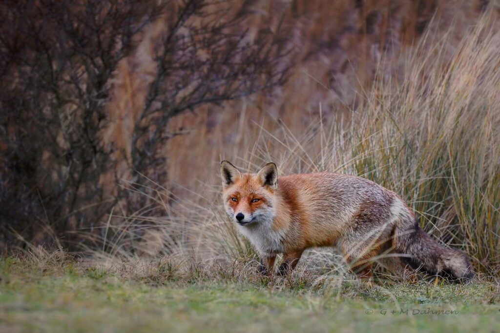 Fuchs - Naturfotografie G&M Dahmen | Raubtier Fotografie, Bilder & Fotos