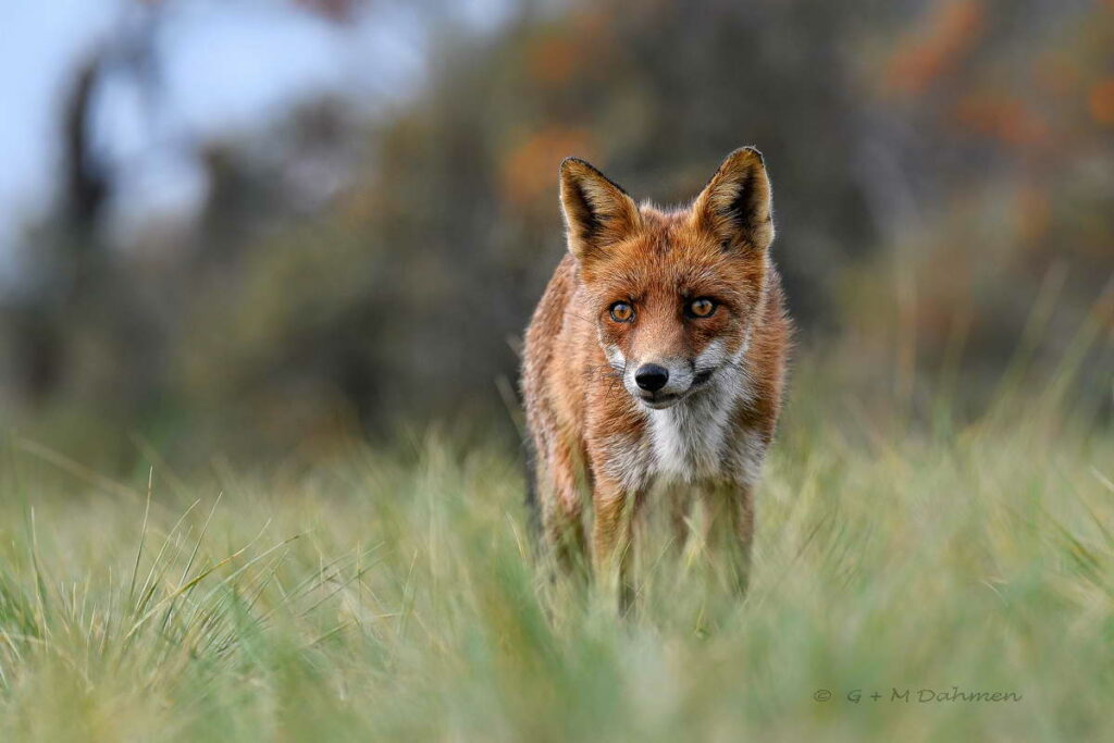 Fuchs - Naturfotografie G&M Dahmen | Raubtier Fotografie, Bilder & Fotos