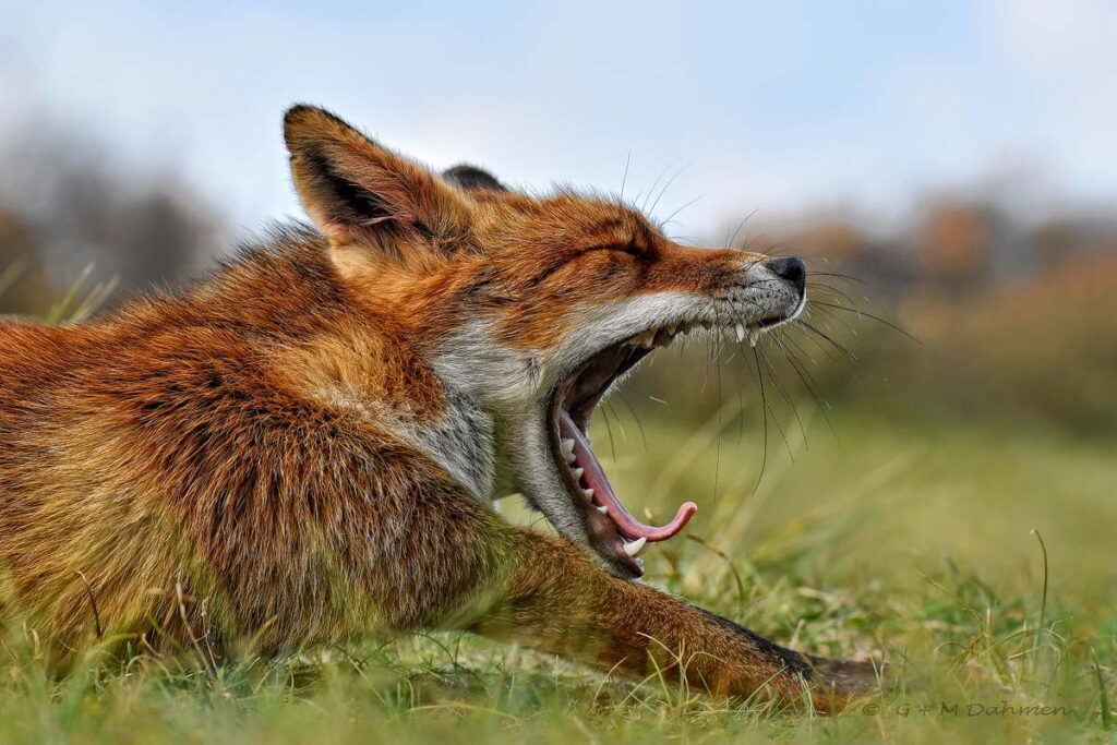 Fuchs - Naturfotografie G&M Dahmen | Raubtier Fotografie, Bilder & Fotos