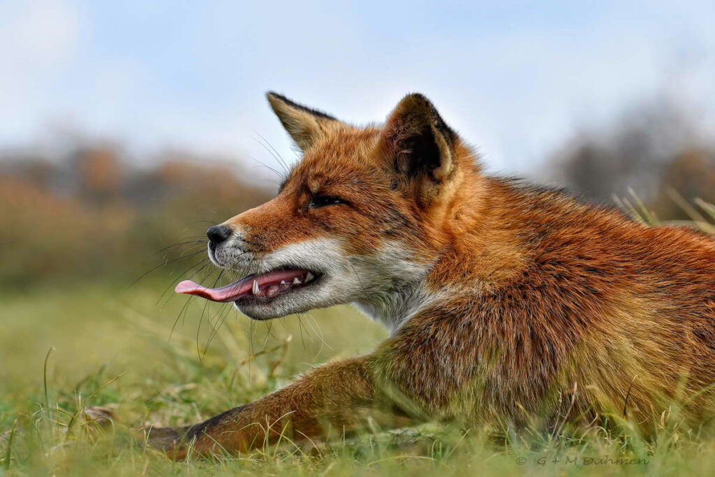 Fuchs - Naturfotografie G&M Dahmen | Raubtier Fotografie, Bilder & Fotos