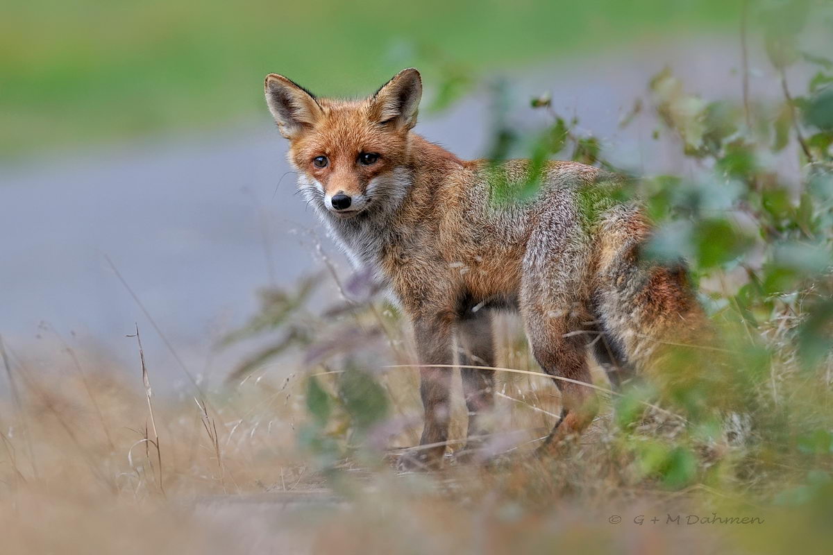 Fuchs - Naturfotografie G&M Dahmen | Raubtier Fotografie, Bilder & Fotos