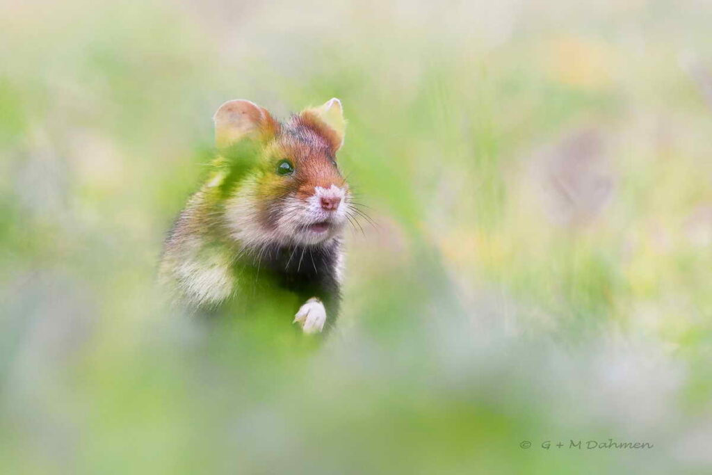 Feldhamster - Naturfotografie G&M Dahmen | Bilder & Fotos