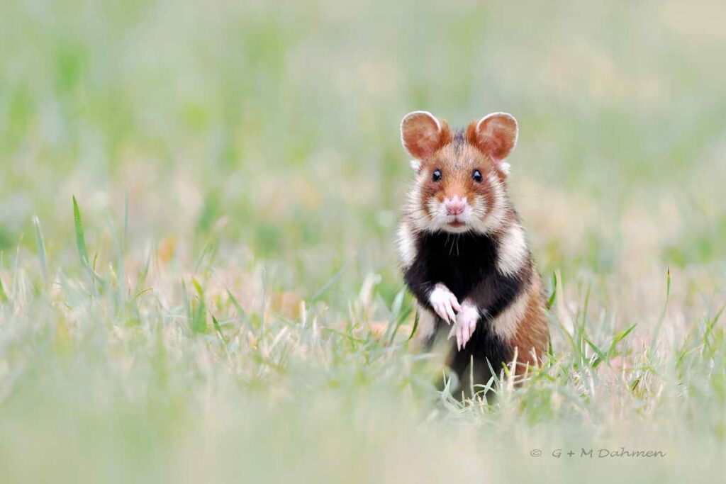Feldhamster - Naturfotografie G&M Dahmen | Bilder & Fotos
