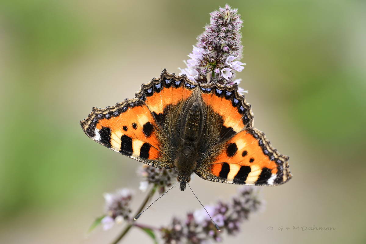 Kleiner Fuchs - Naturfotografie G&M Dahmen | Bilder & Fotos