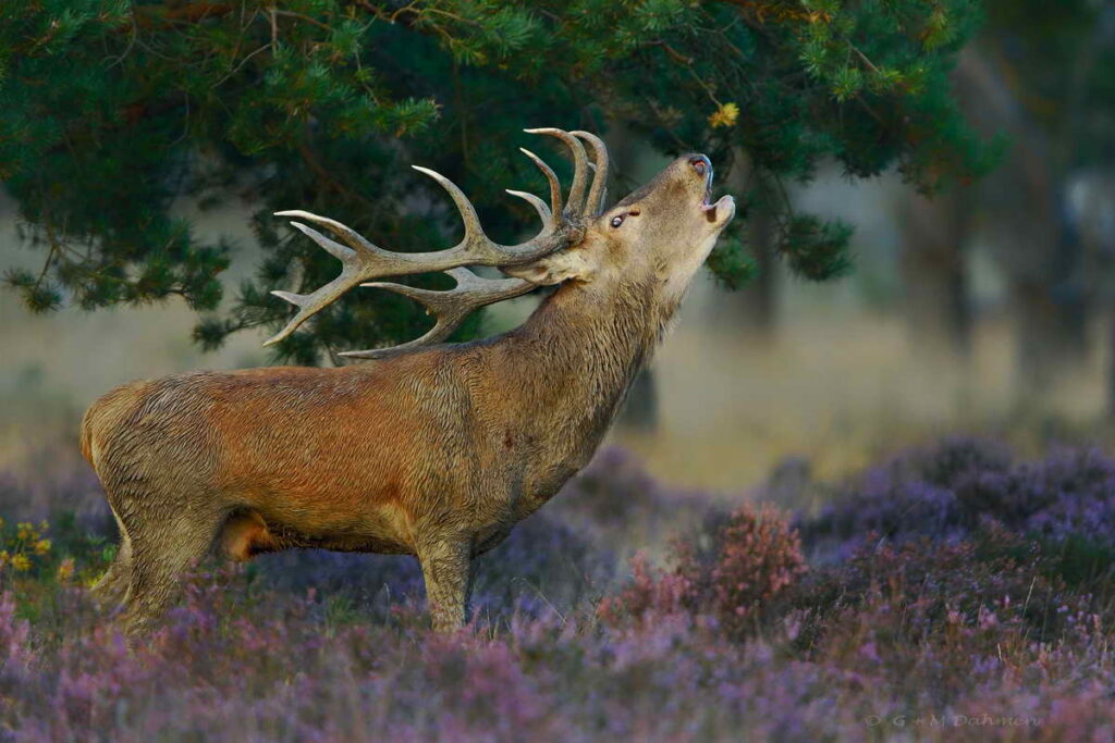 Rothirsch - Naturfotografie G&M Dahmen | Säugetier Fotografie