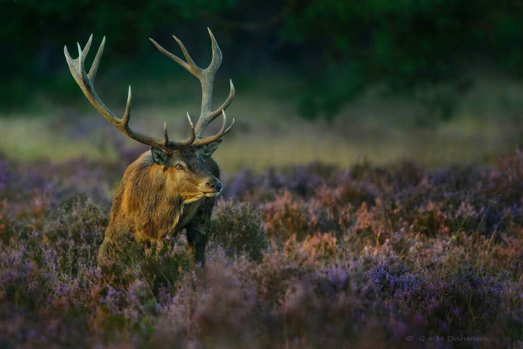 Rothirsch - Naturfotografie G&M Dahmen | Säugetier Fotografie