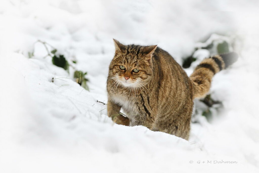 Wildkatze - Naturfotografie G&M Dahmen | Bilder & Fotos