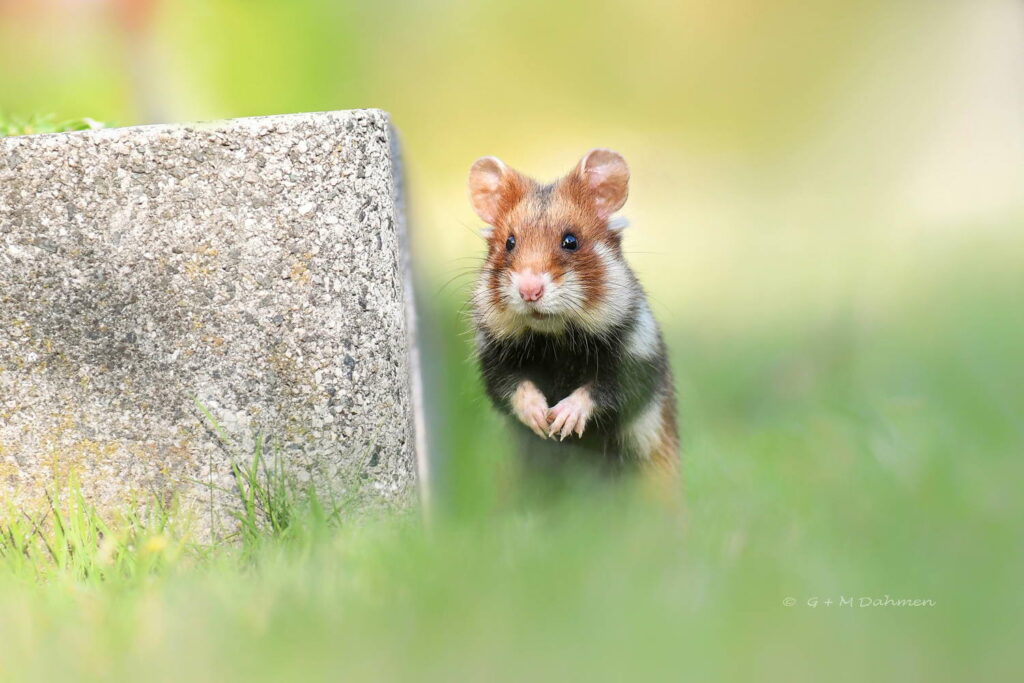 Feldhamster - Naturfotografie G&M Dahmen | Bilder & Fotos