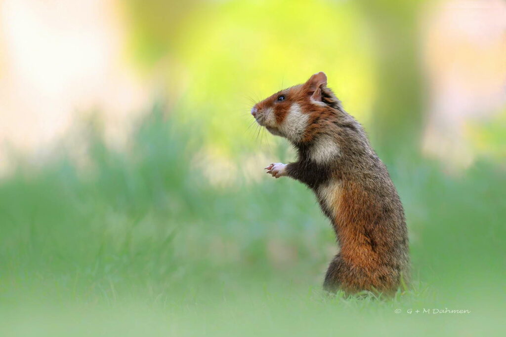 Feldhamster - Naturfotografie G&M Dahmen | Bilder & Fotos