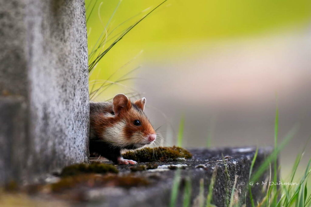 Feldhamster - Naturfotografie G&M Dahmen | Bilder & Fotos
