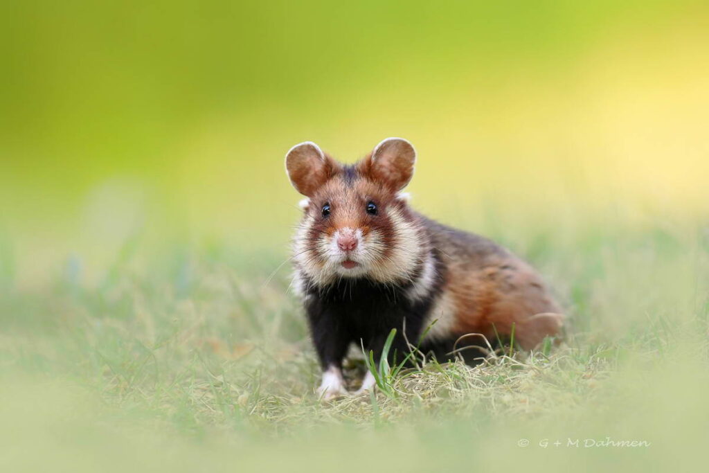 Feldhamster - Naturfotografie G&M Dahmen | Bilder & Fotos