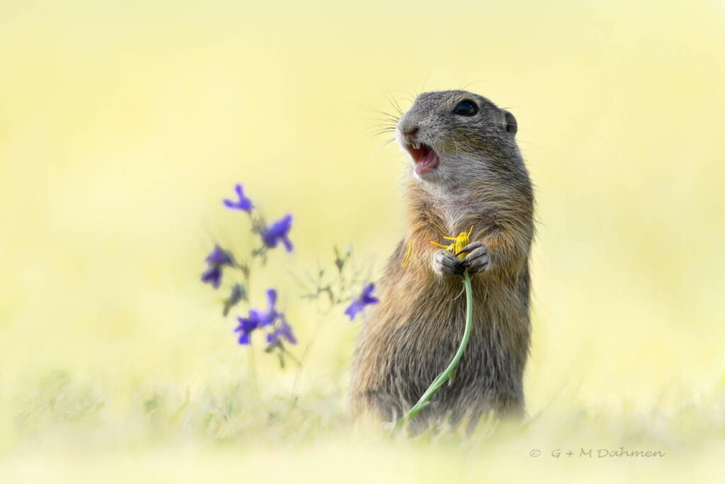 Ziesel - Naturfotografie G&M Dahmen | Bilder & Fotos