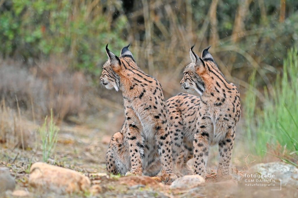 Pardelluchs - Naturfotografie G&M Dahmen