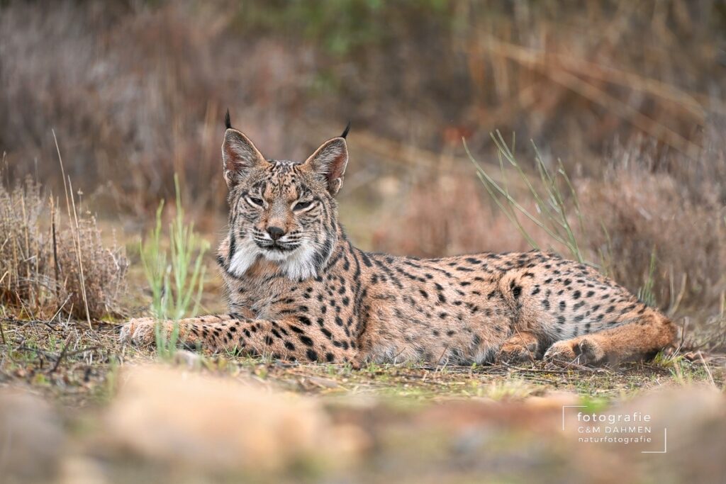 Pardelluchs - Naturfotografie G&M Dahmen